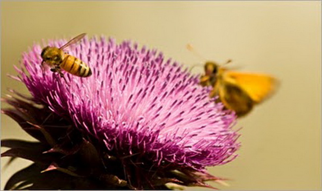 8 Hewan yang Dapat Meramal Cuaca